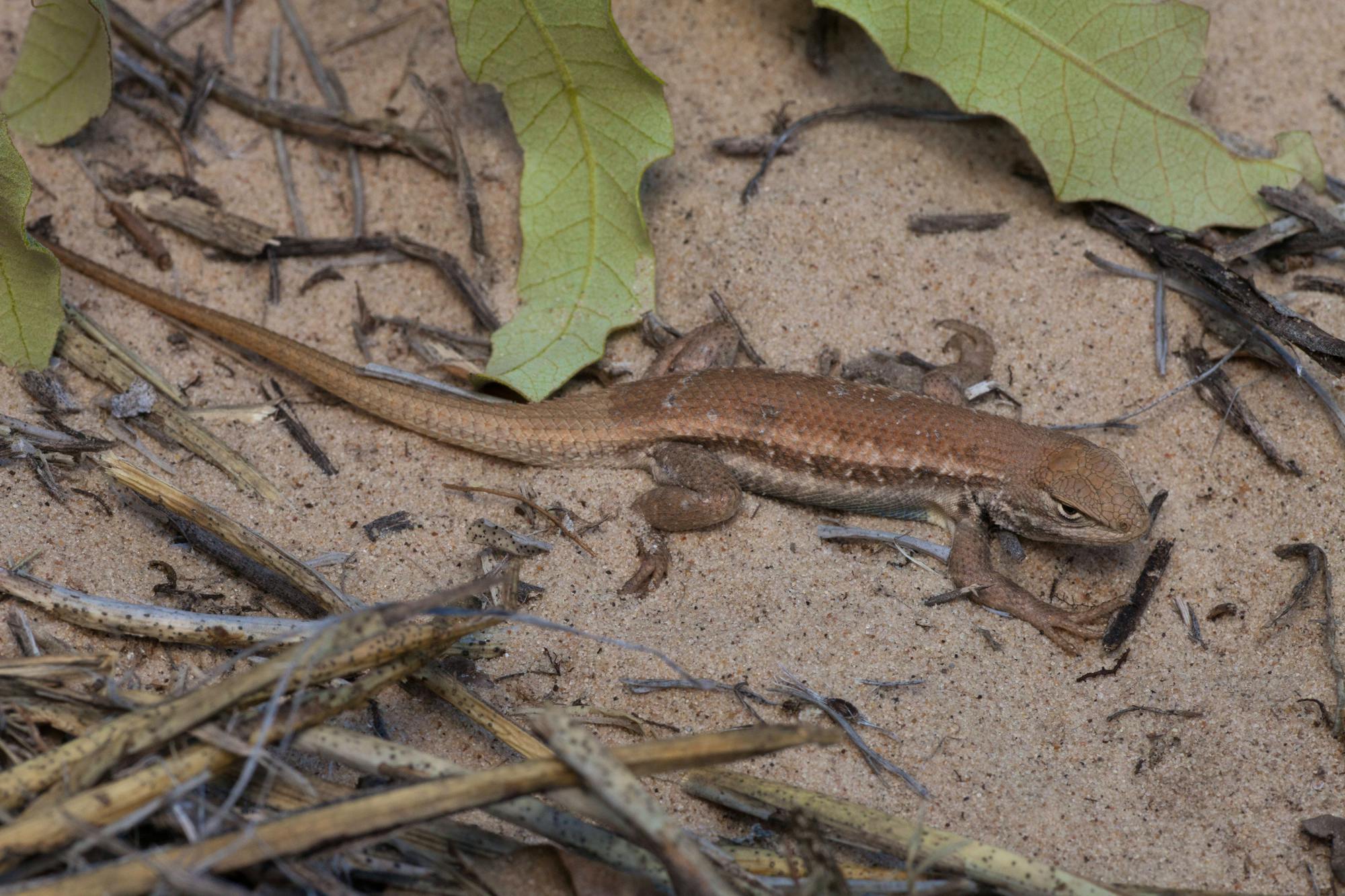 The Endangered Dunes Sagebrush Lizard and Its Habitat | Defenders of Wildlife